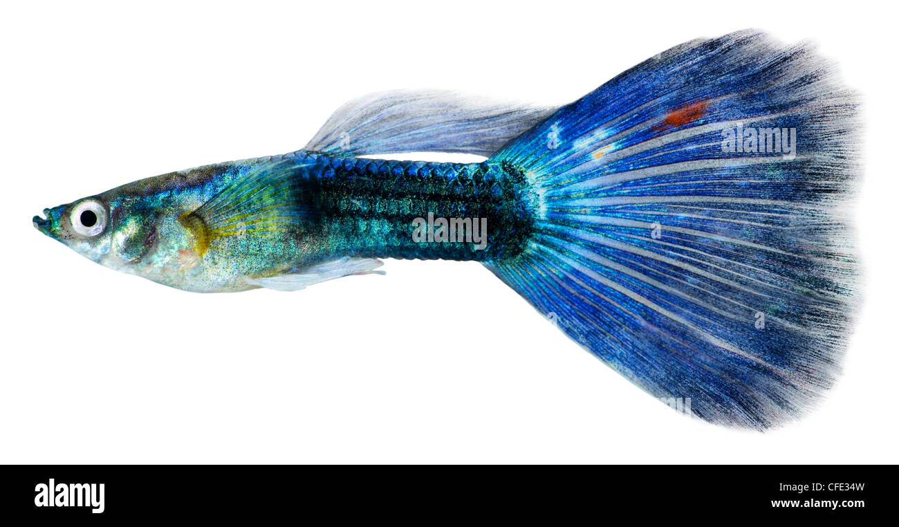 Guppy fish isolated in white background (Poecilia reticulata Stock ...