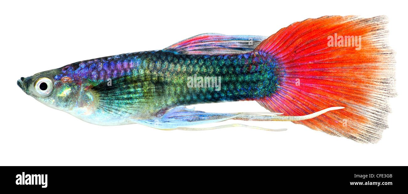 Fancy Blue Guppy Fish Aquarium Fish Male Poecilia, 53% OFF