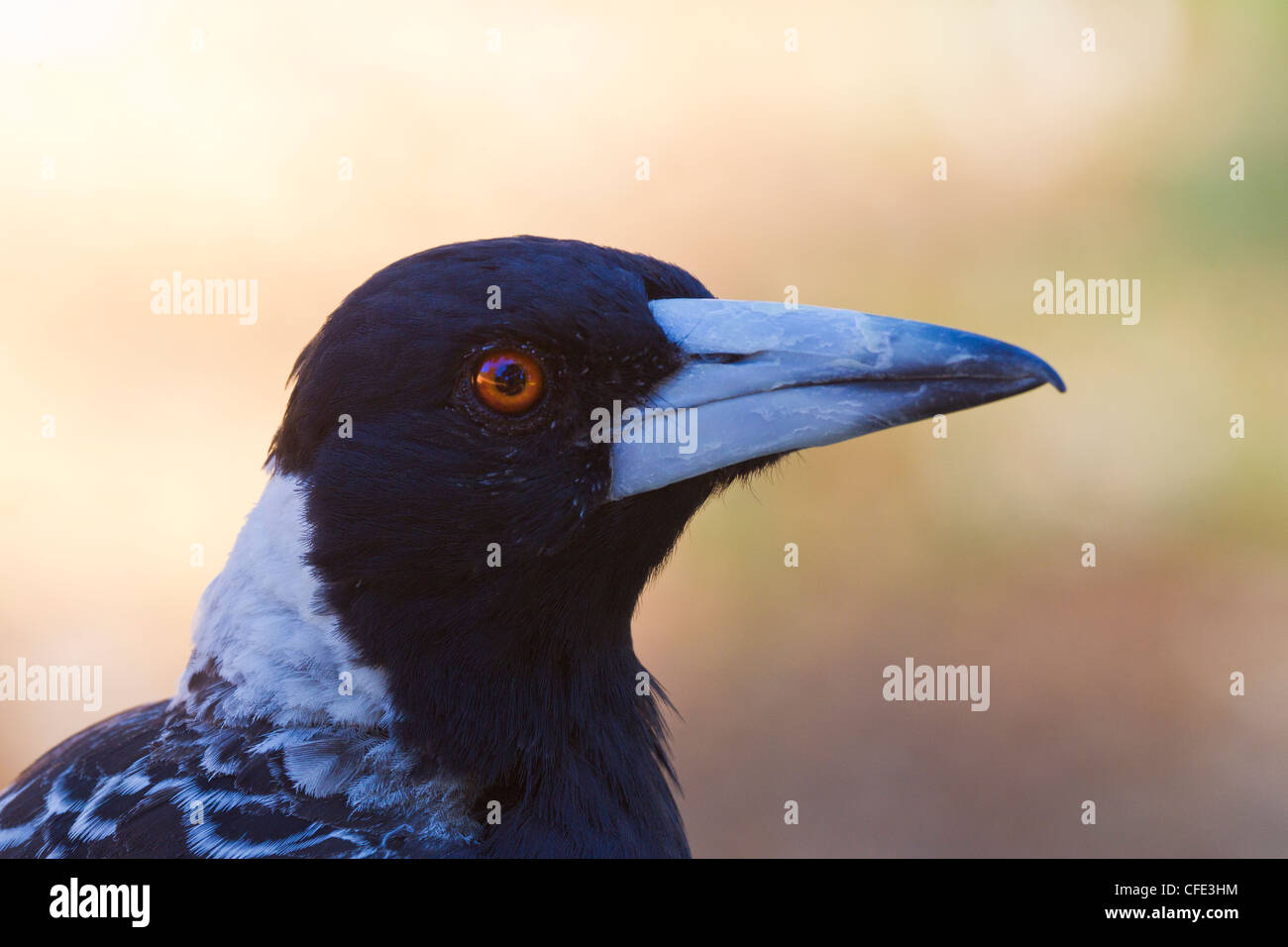 Australian Magpie.Gymnorhina tibicen Stock Photo - Alamy