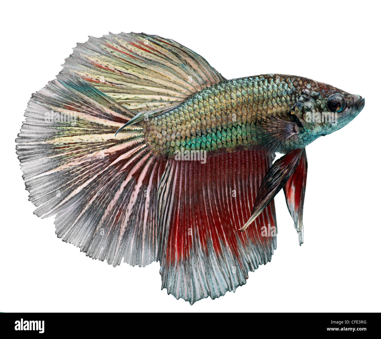 Siamese fighting fish isolated in white background. Betta Splendens ...