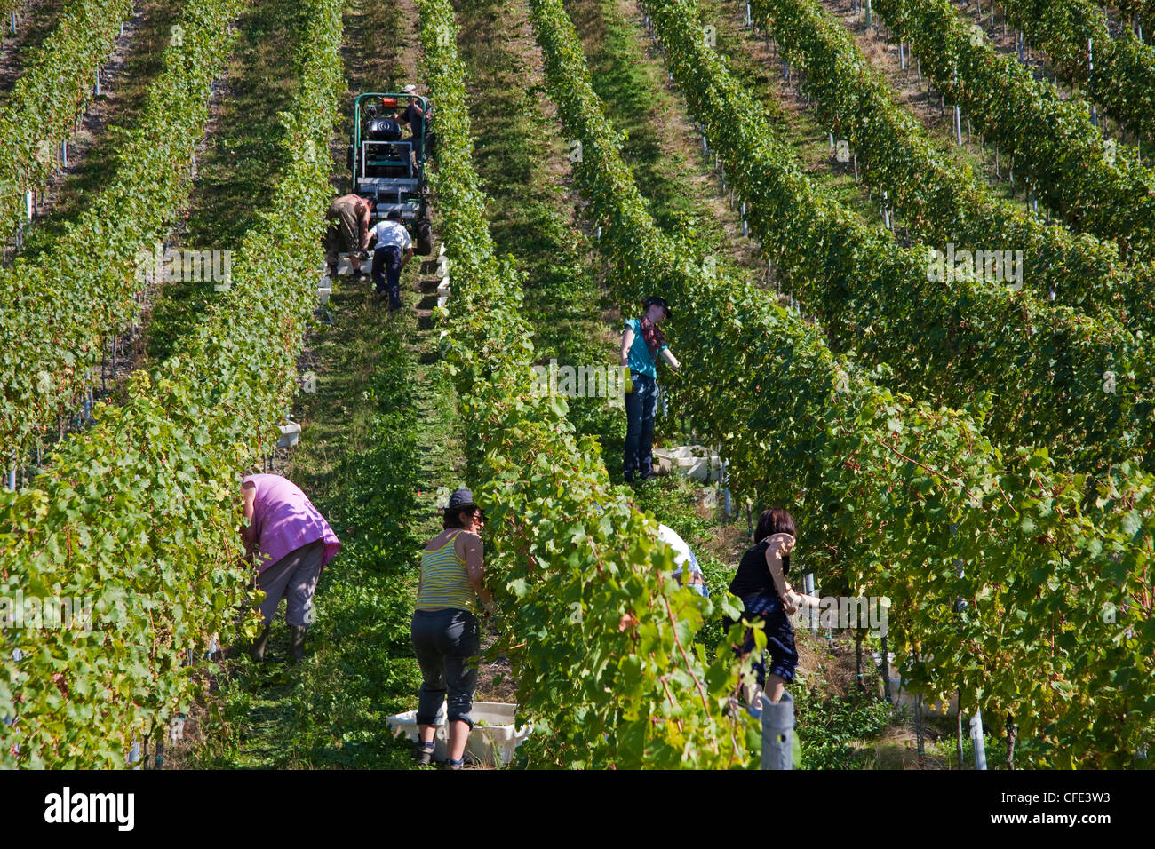 Grape gathering, wine harvest at wine village Trittenheim, Mosel river ...
