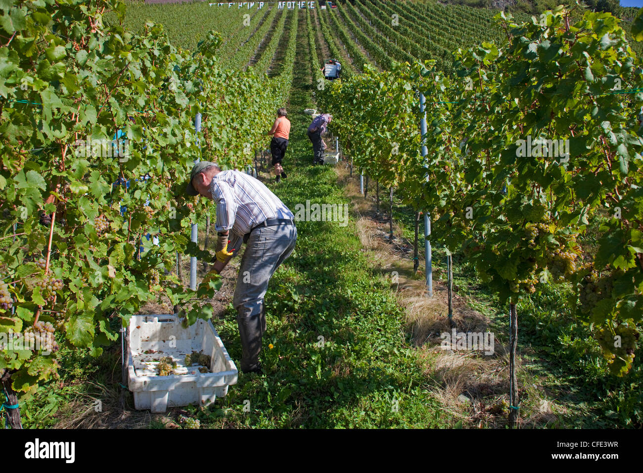 Grape mosel wine hi-res stock photography and images - Alamy