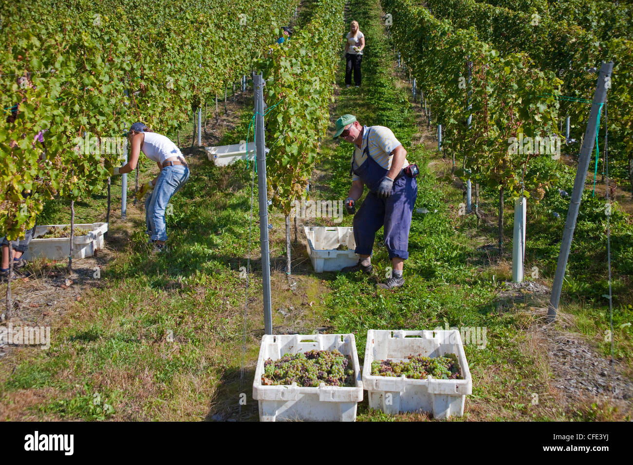 Grape mosel wine hi-res stock photography and images - Alamy