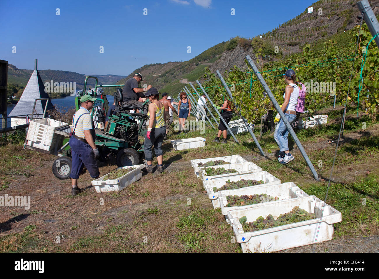 Grape gathering hi-res stock photography and images - Alamy