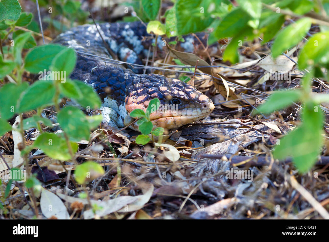 Blue Tongued Skink Western Shingleback (Tiliqua rugosa Stock Photo - Alamy