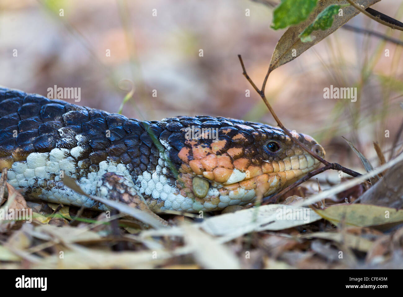 Blue Tongued Skink Western Shingleback (Tiliqua rugosa Stock Photo - Alamy