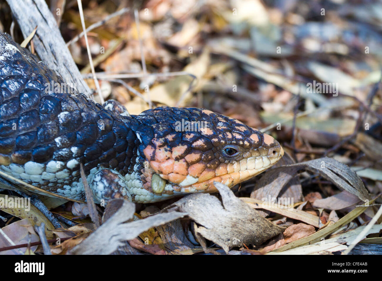 Shingleback Skink Stock Photos & Shingleback Skink Stock Images - Alamy