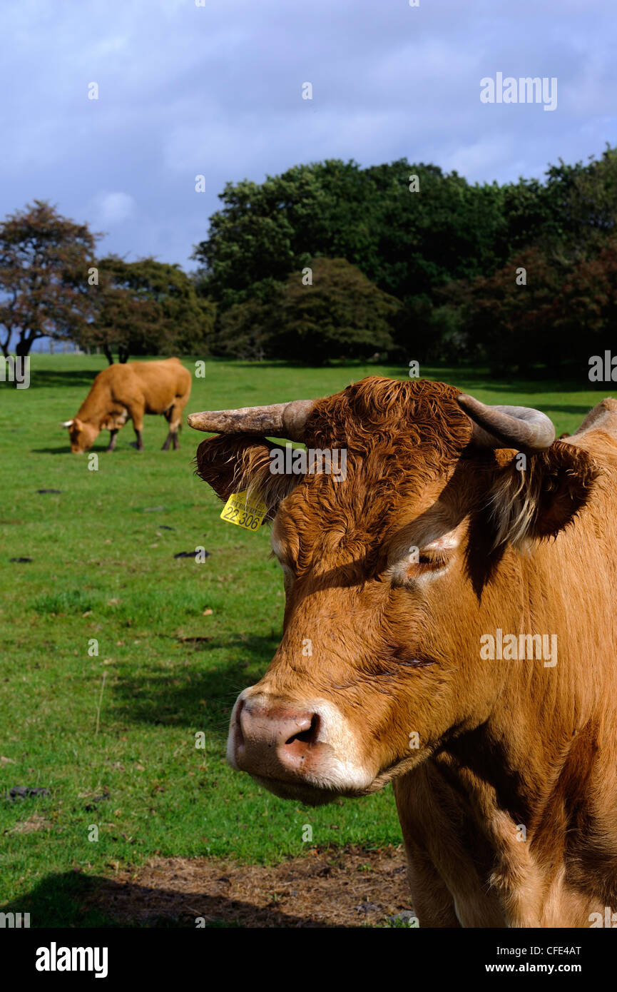 Pasture and Cattle, " Dänischer Wohld), Schleswig-Holstein, Germany ...