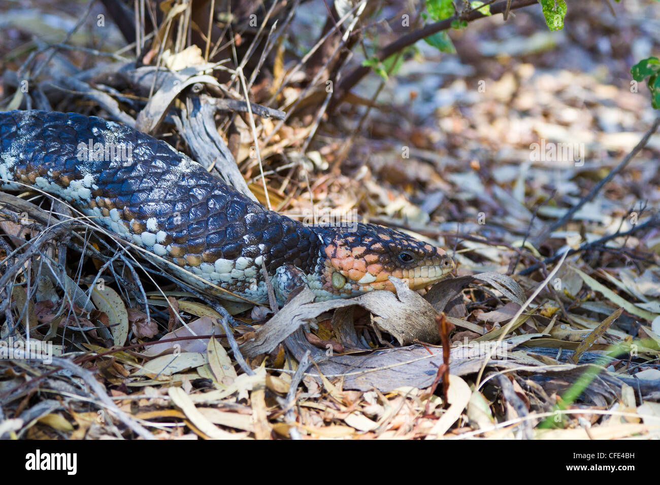 Blue Tongued Skink Western Shingleback (Tiliqua rugosa Stock Photo - Alamy