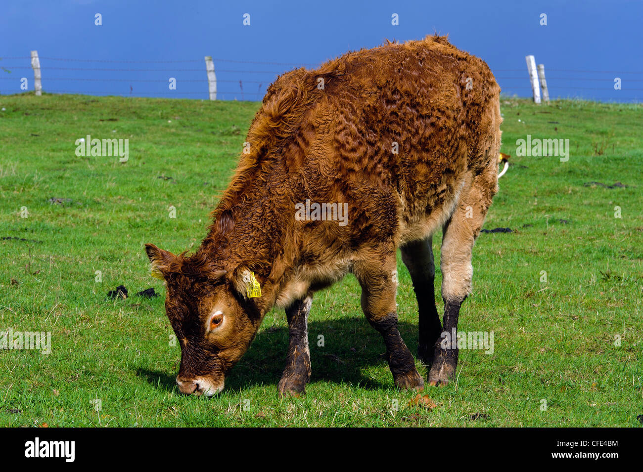 Pasture and Cattle, " Dänischer Wohld), Schleswig-Holstein, Germany ...