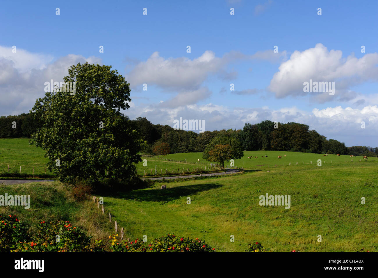 Pasture landscape " Dänischer Wohld), Schleswig-Holstein, Germany Stock ...