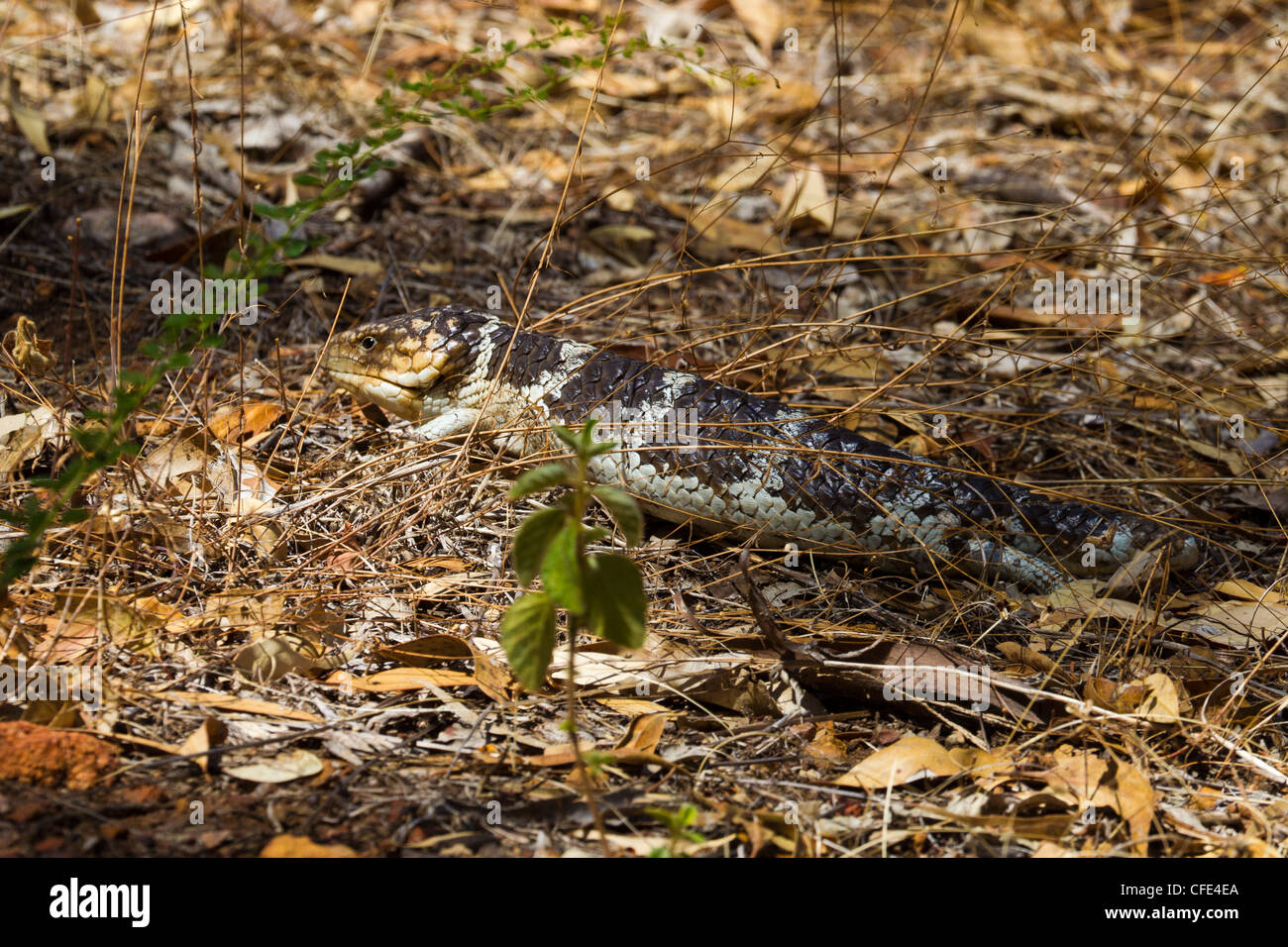 Blue Tongued Skink Western Shingleback (Tiliqua rugosa Stock Photo - Alamy