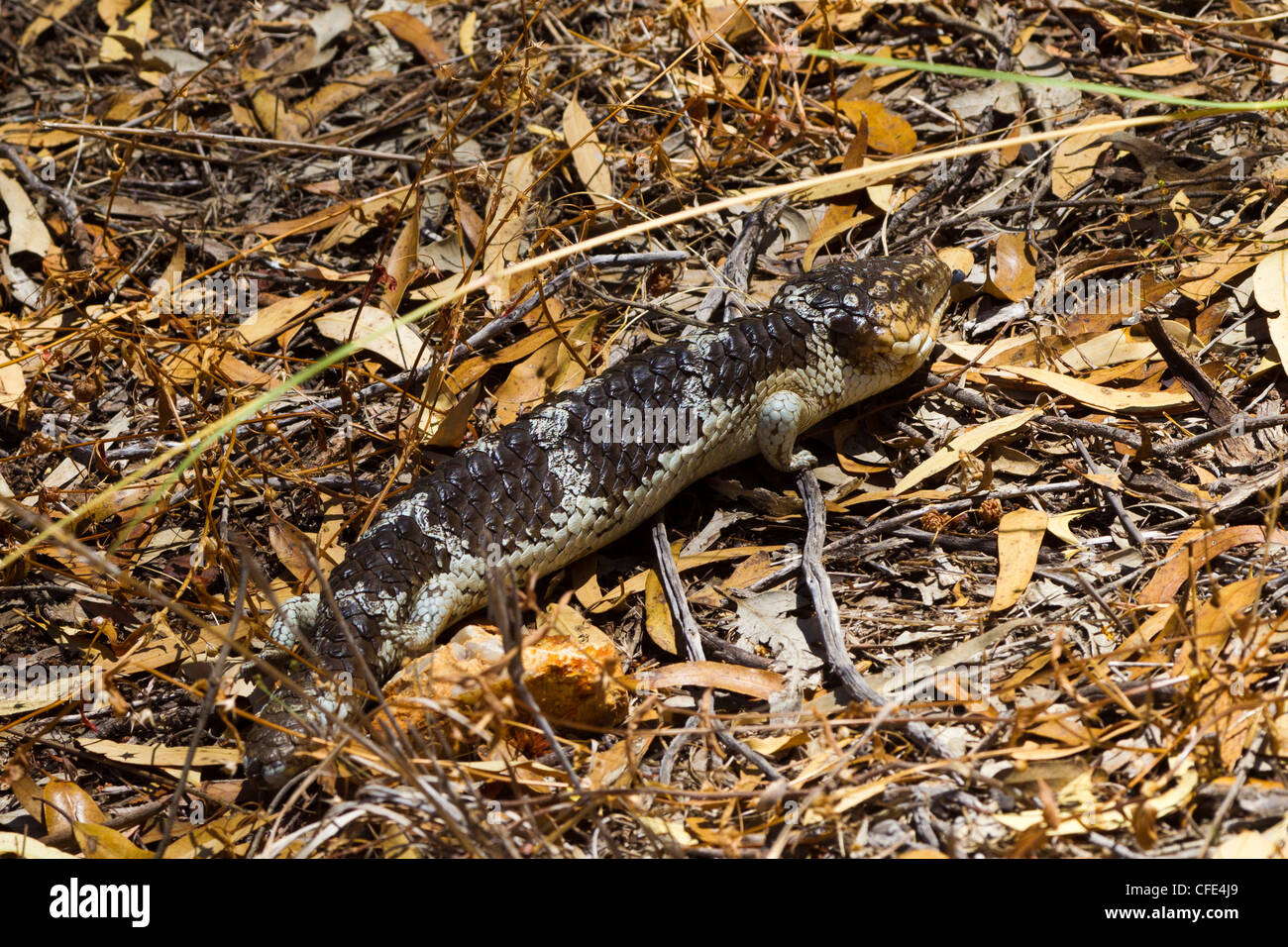 Blue Tongued Skink Western Shingleback (Tiliqua rugosa Stock Photo - Alamy