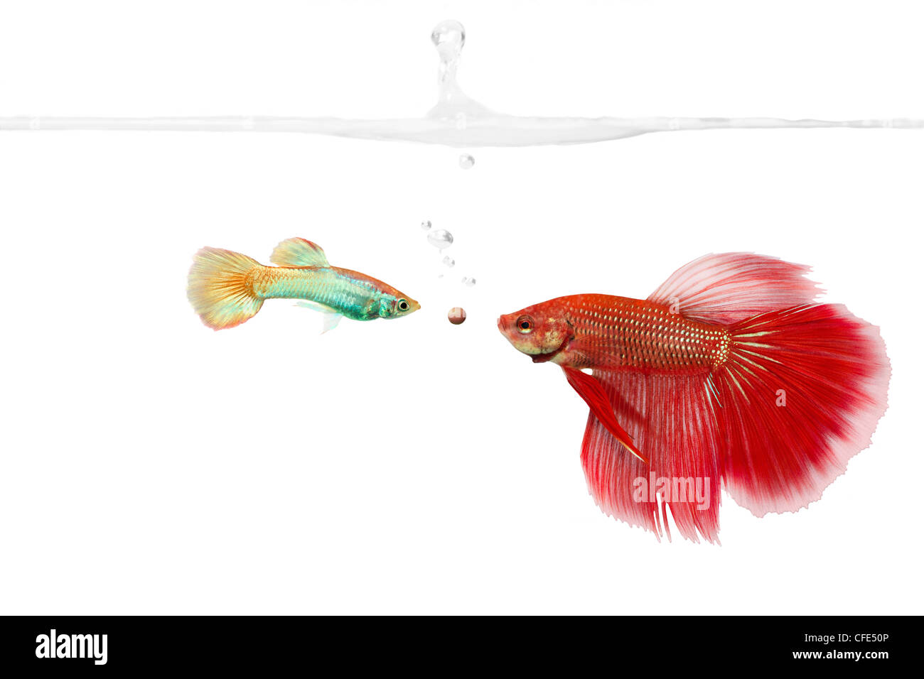 Small fish and large fish competing for a food pellet. Unequalled ...