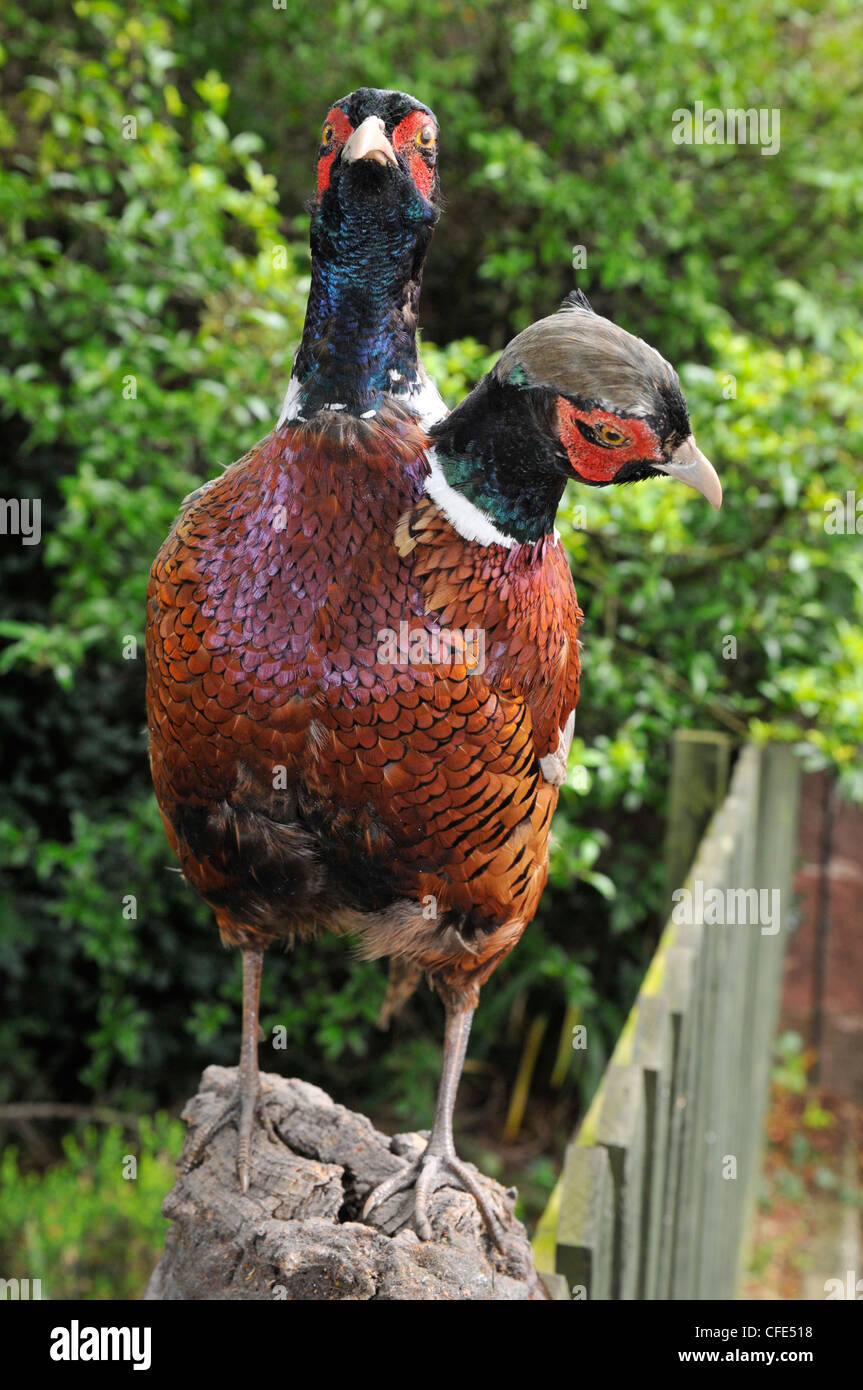 Pheasant funny hi-res stock photography and images - Alamy