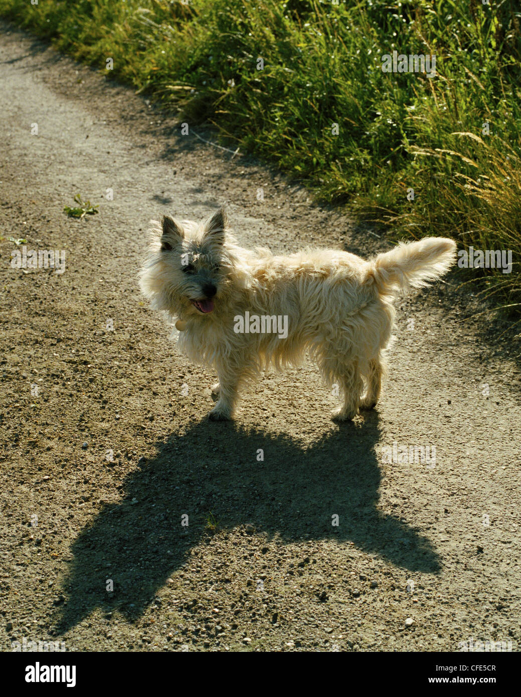 Cairn terrier and shadow on country path Stock Photo - Alamy