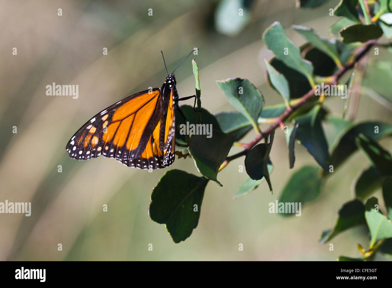Monarch butterfly (Danaus plexippus Stock Photo - Alamy