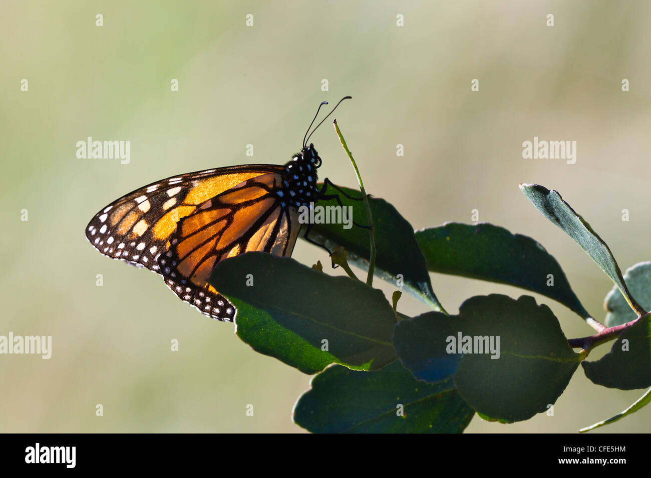 Monarch butterfly (Danaus plexippus Stock Photo - Alamy