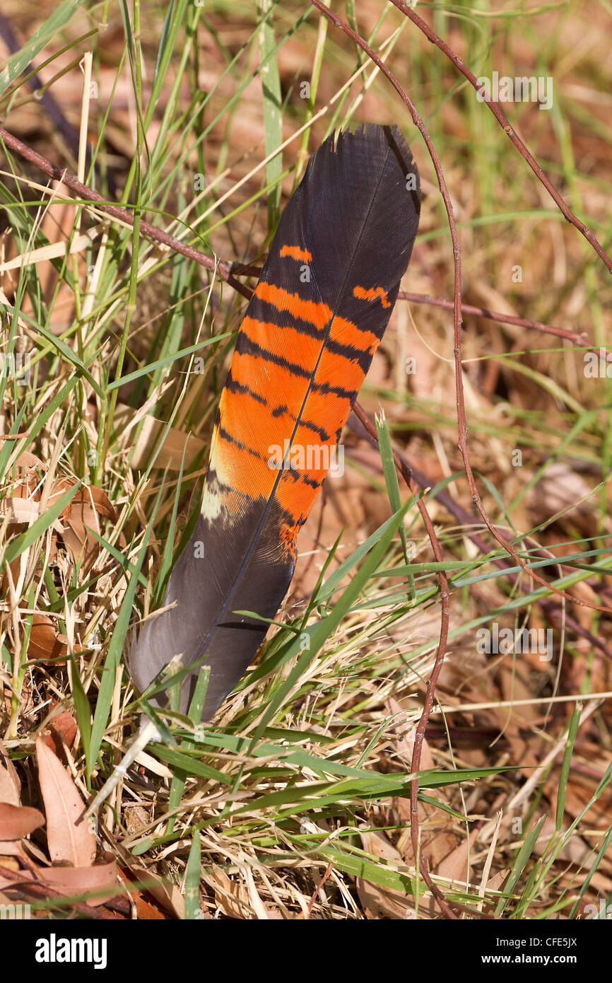 Tail Feather Red-tailed Black Cockatoo. Calptorlrynchus banksi Stock ...