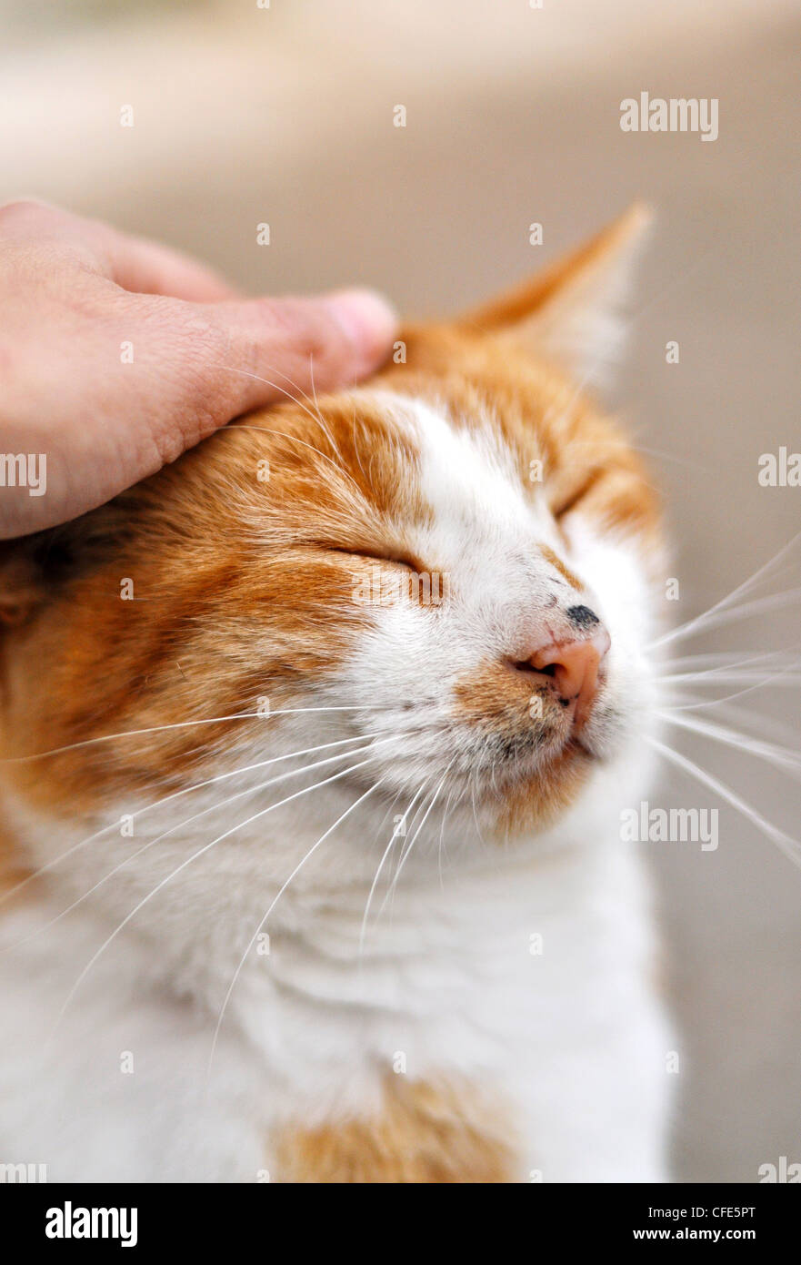 Human cat cuddle hi-res stock photography and images - Alamy