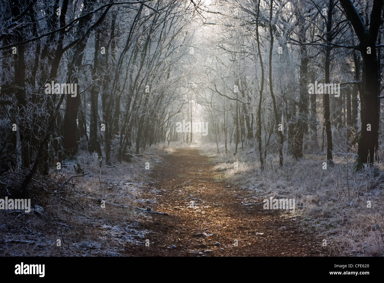 Path through a forest on a morning in winter Stock Photo - Alamy