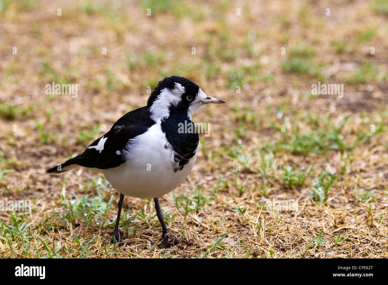 Magpie Lark. Grallina cyanoleuca N Stock Photo - Alamy
