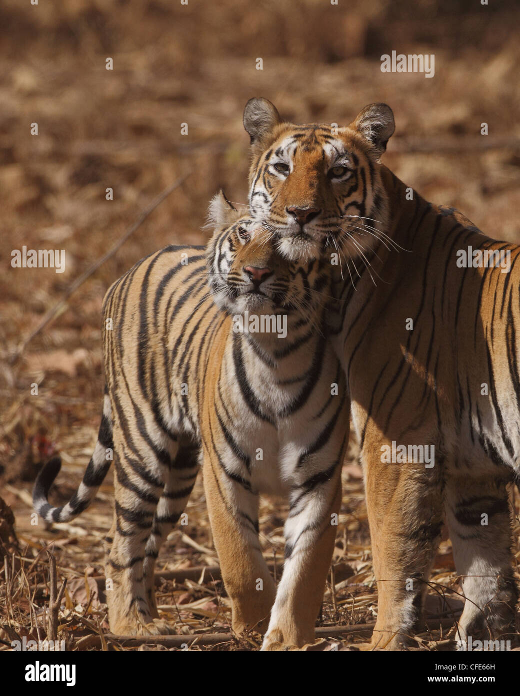 Tigress bonding with tiger cub Stock Photo - Alamy