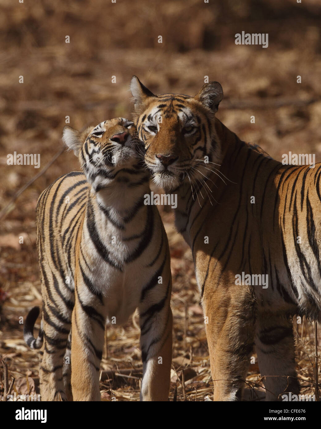Tigress bonding with tiger cub Stock Photo - Alamy