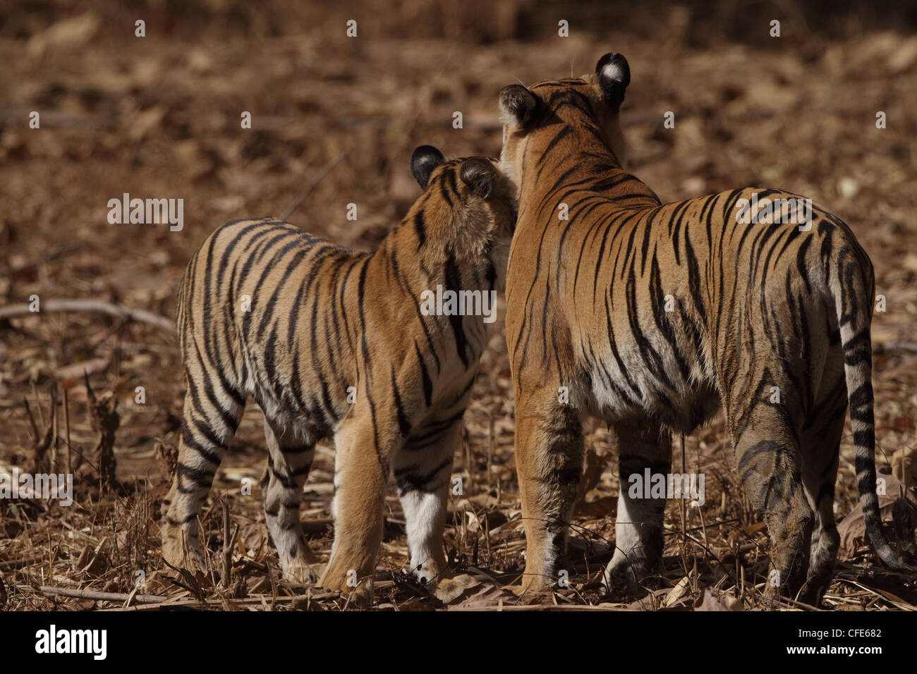 Wildlife bonding hi-res stock photography and images - Alamy