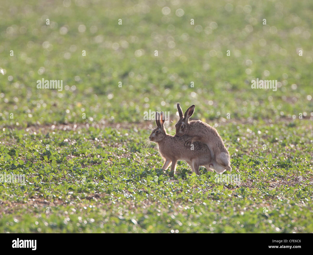 Brown Hares Lepus Capensis mating in field Stock Photo - Alamy