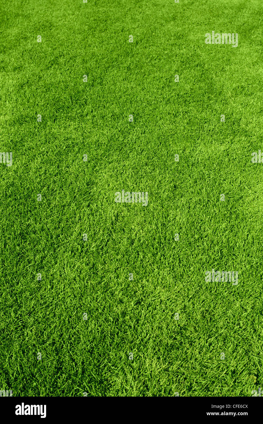 Photo of the beautiful green grass texture Stock Photo - Alamy