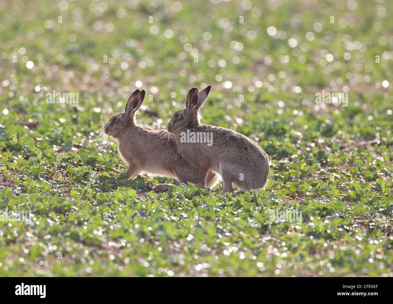 Hares in mating hi-res stock photography and images - Alamy