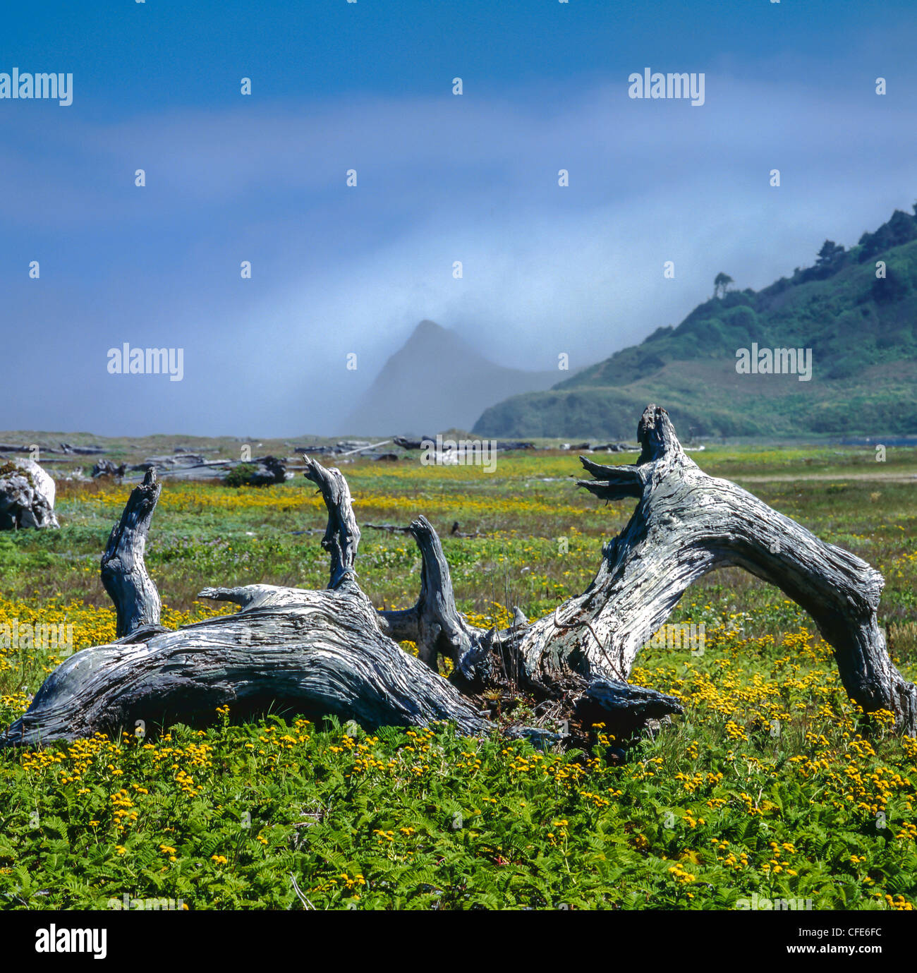Patricks point state park hi-res stock photography and images - Alamy
