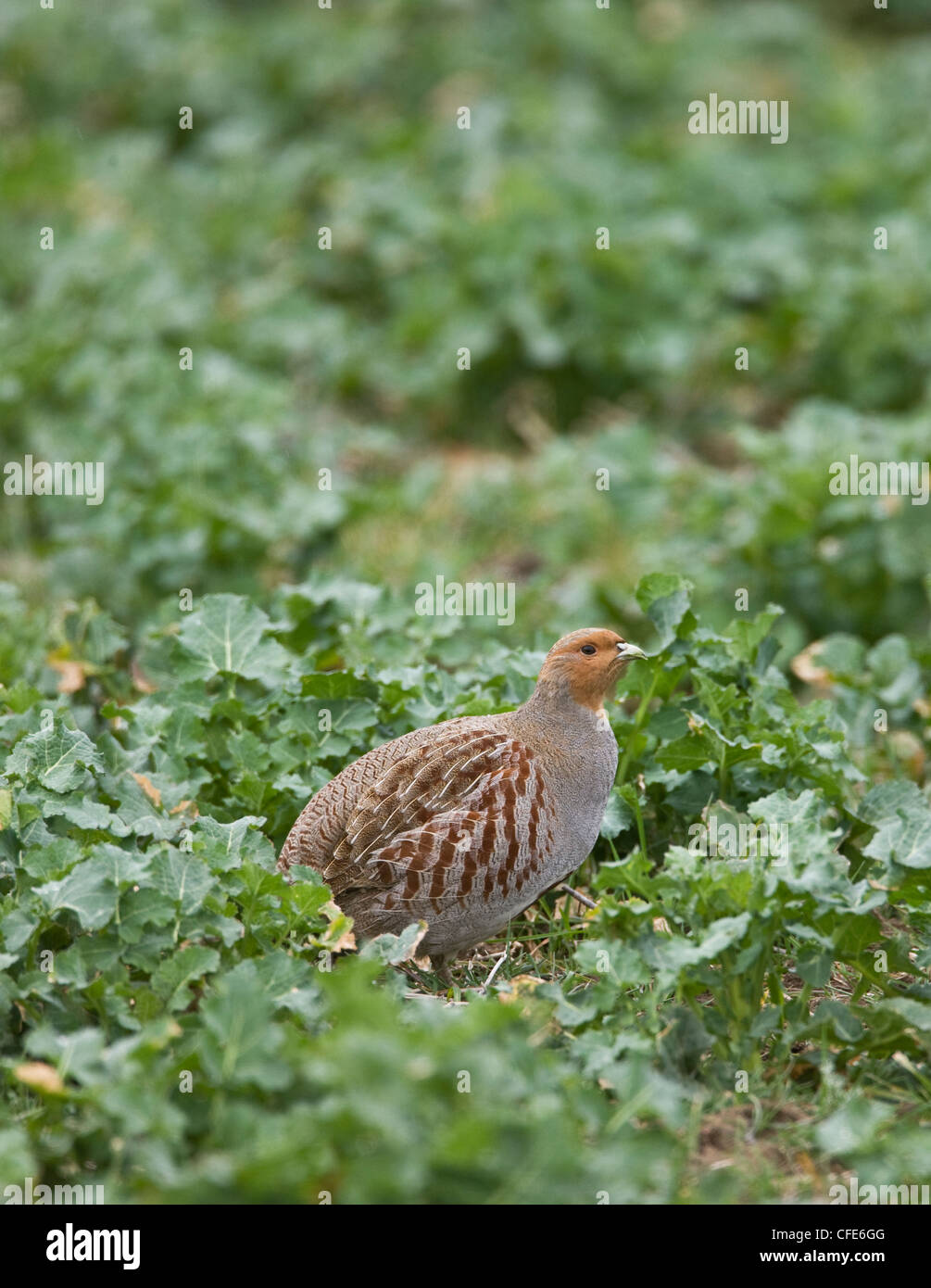 Grey Partridge Perdix perdix amongst winter brassica Stock Photo - Alamy