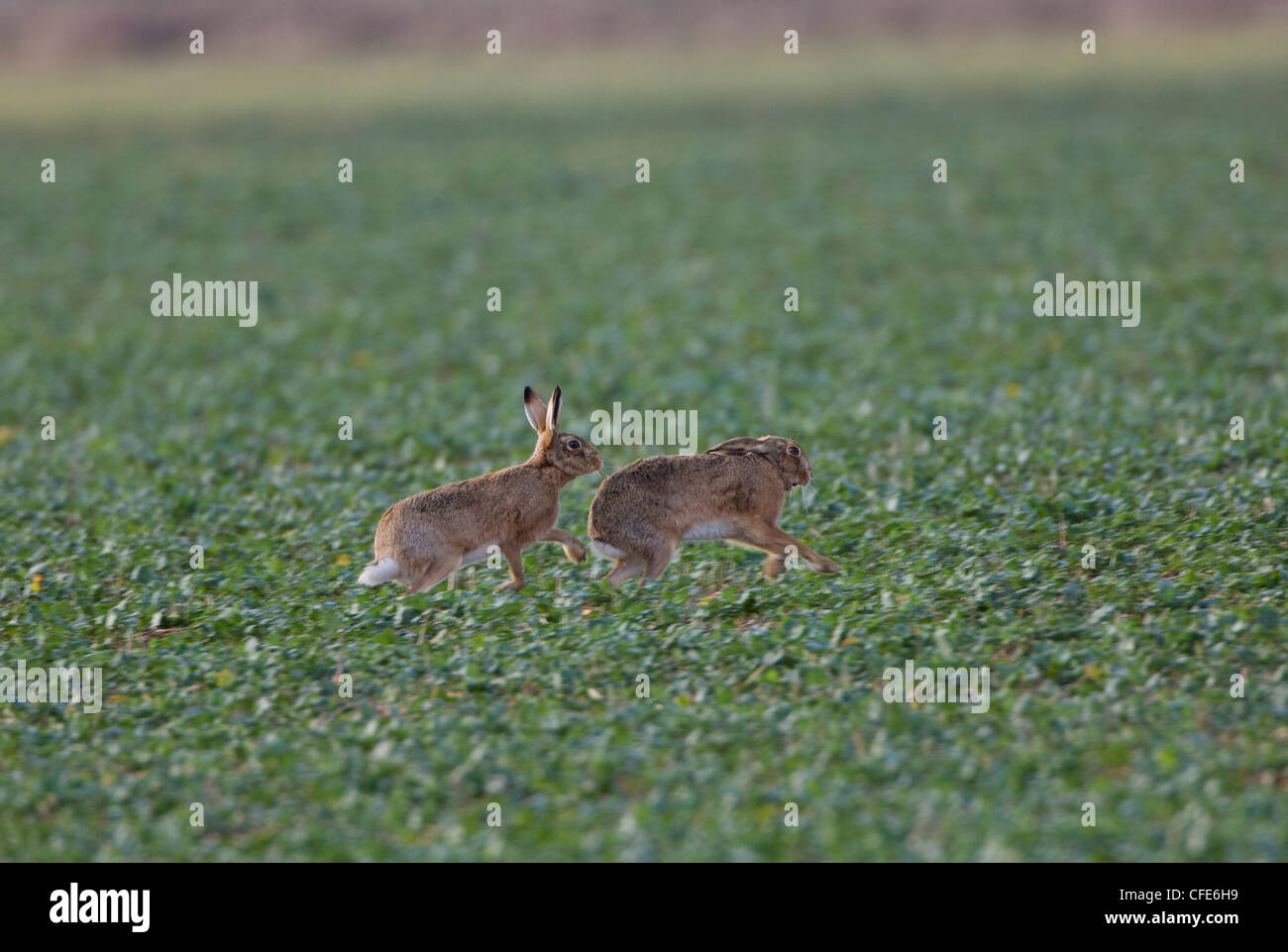 Brown Hare Lepus capensis chasing female to mate Stock Photo - Alamy