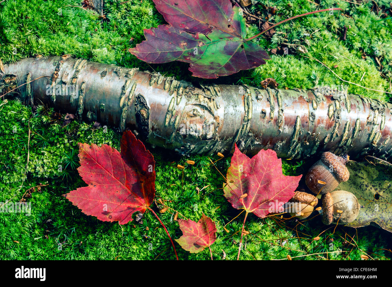 Autumn with maple leaf on rotting log in forest Stock Photo - Alamy
