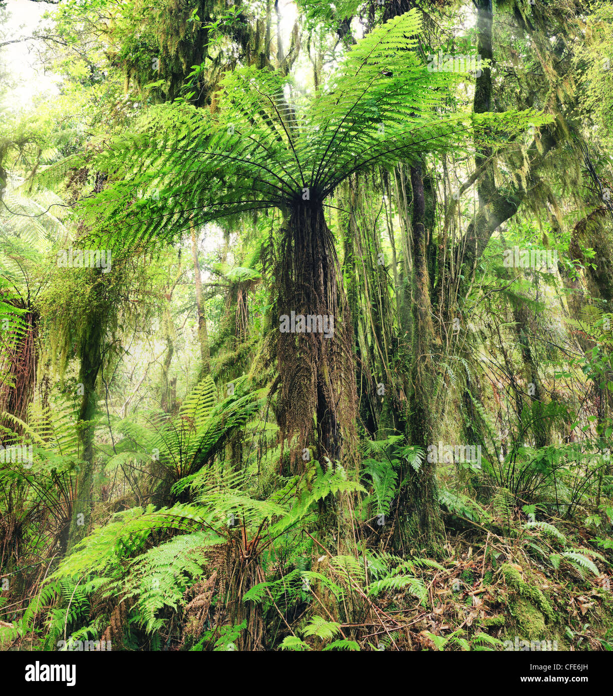 The maori wheki tree hi-res stock photography and images - Alamy