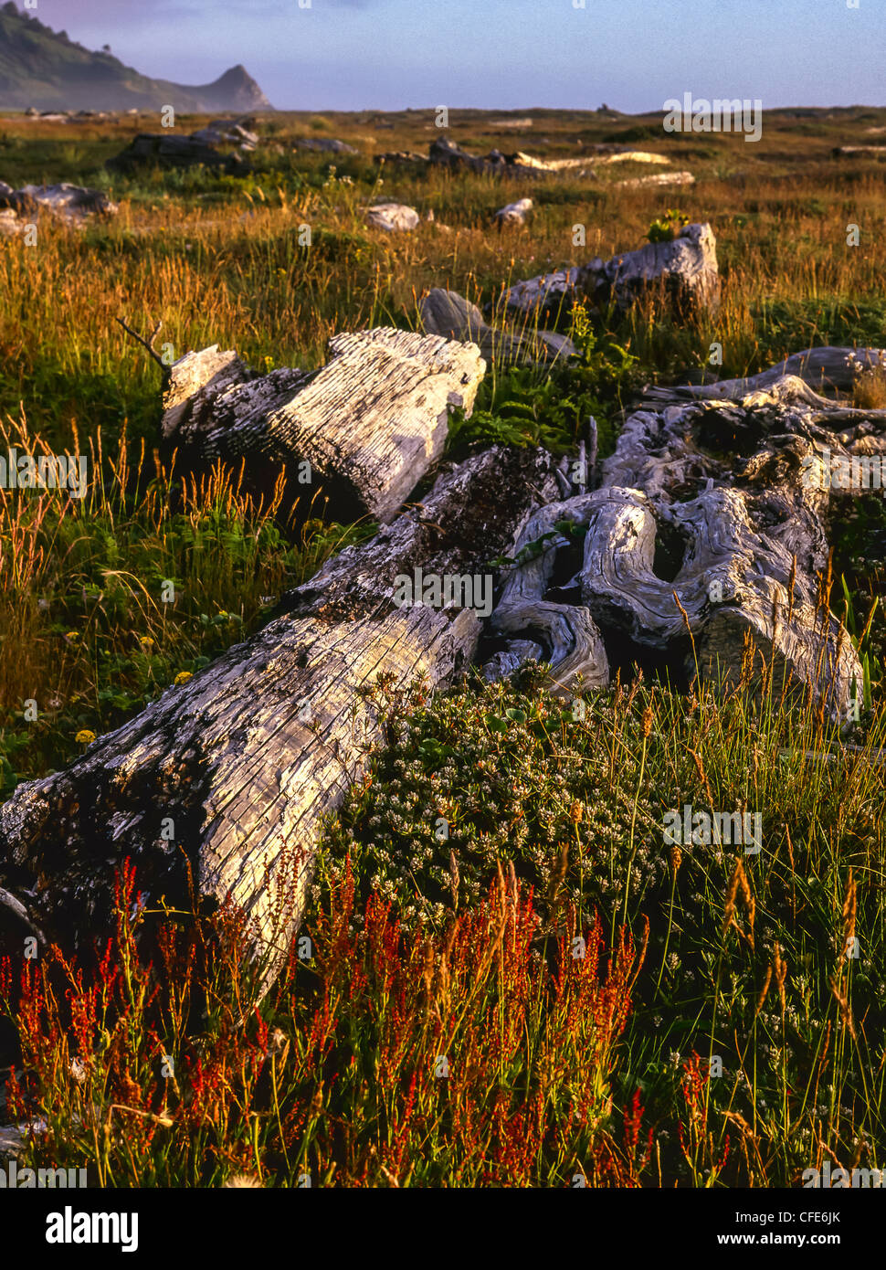 Patrick's Point State Park on beach in early morning Stock Photo - Alamy