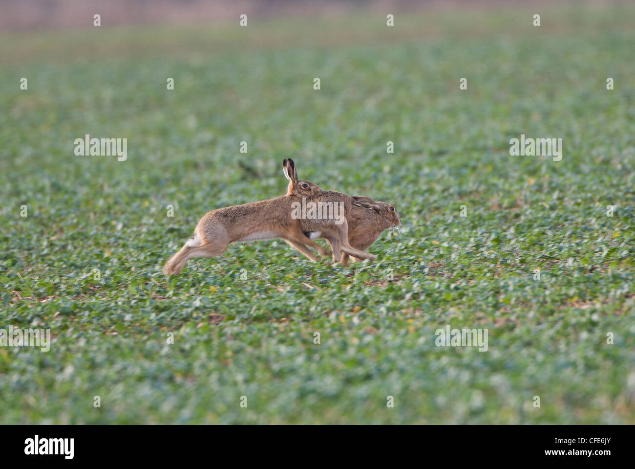 Male Brown Hare Lepus Capensis chasing female to mate Stock Photo - Alamy
