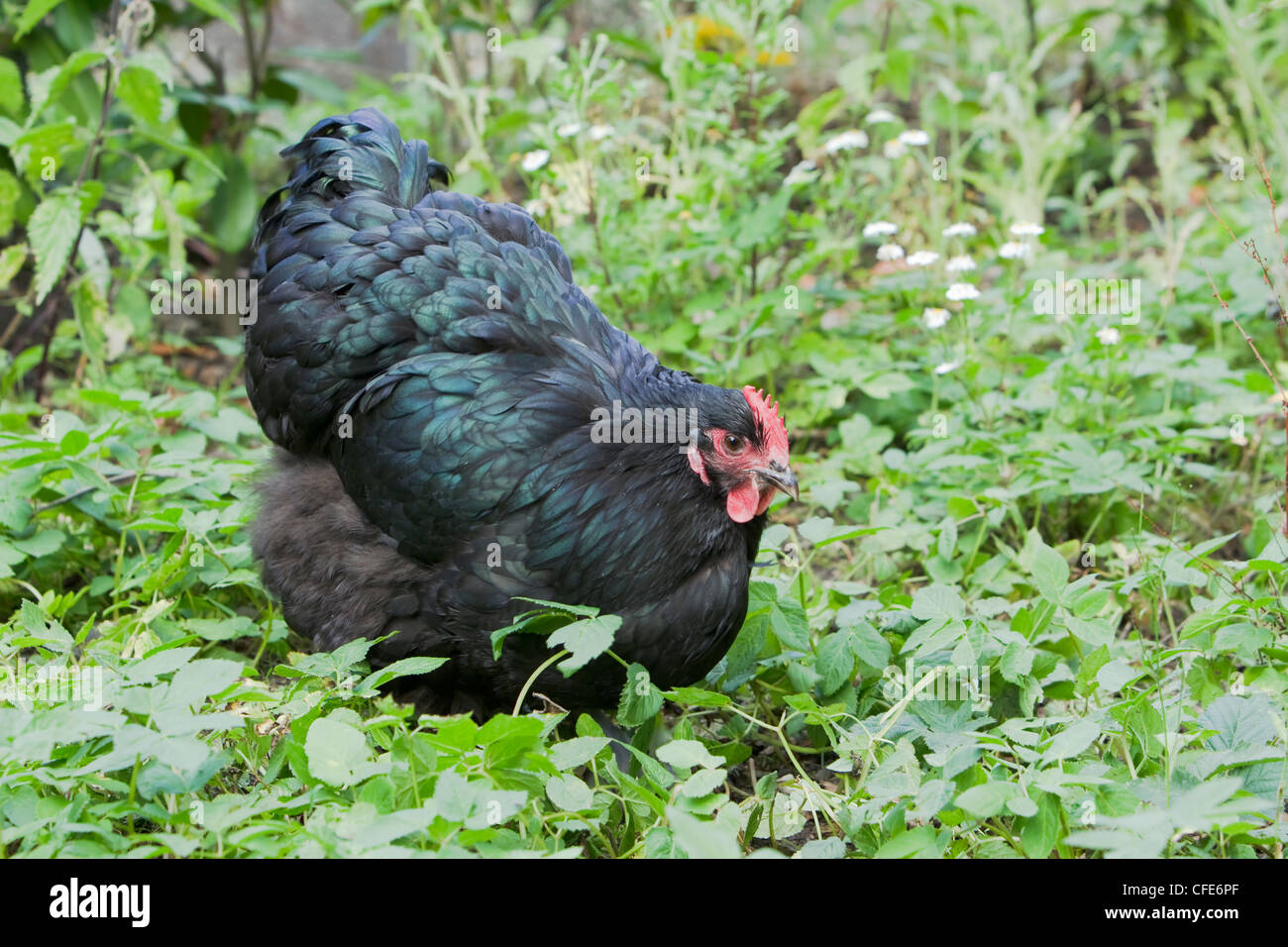 Black Buff Orpington Roosters