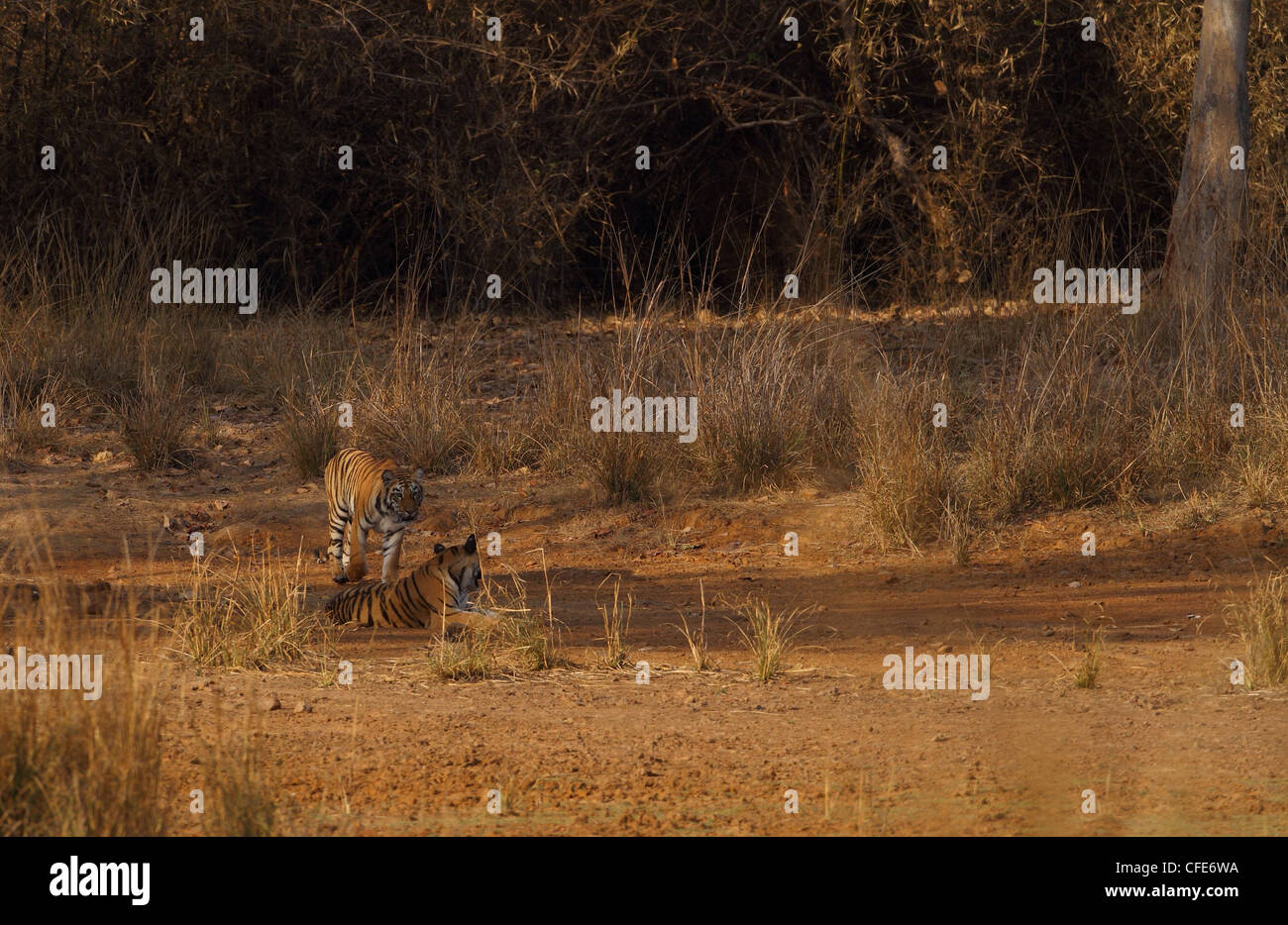 Tigress bonding with tiger cub Stock Photo - Alamy