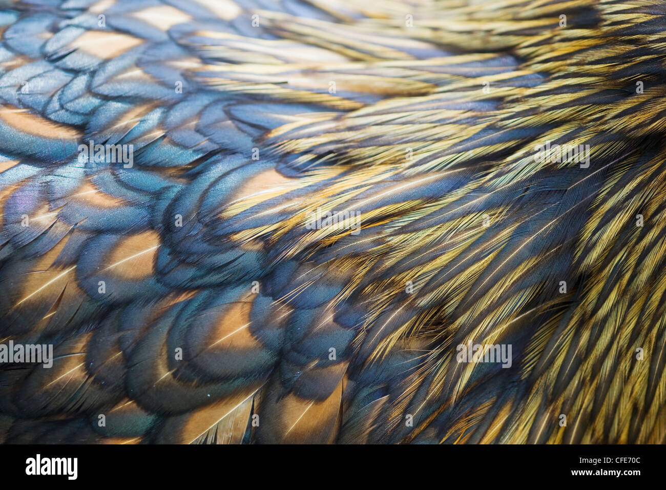 Orpington Gold Laced - feather detail Domestic chicken breed Essex, UK ...