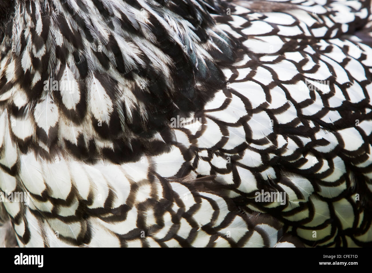 Silver laced wyandotte hi-res stock photography and images - Alamy
