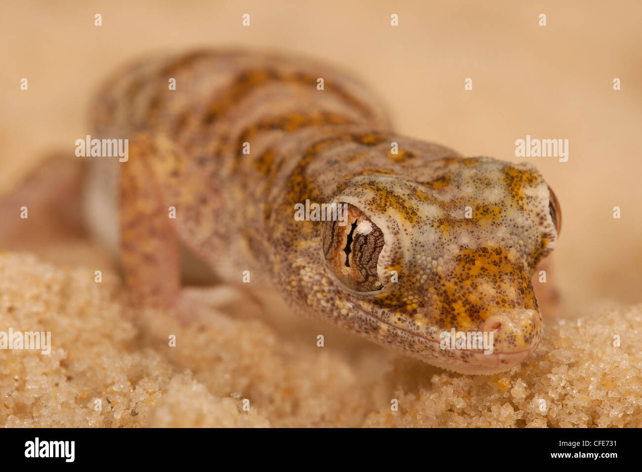Arabian Sand Gecko, Stenodactylus arabicus Stock Photo - Alamy