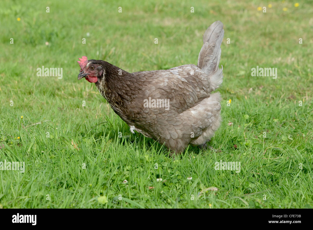 Maran chicken hi-res stock photography and images - Alamy