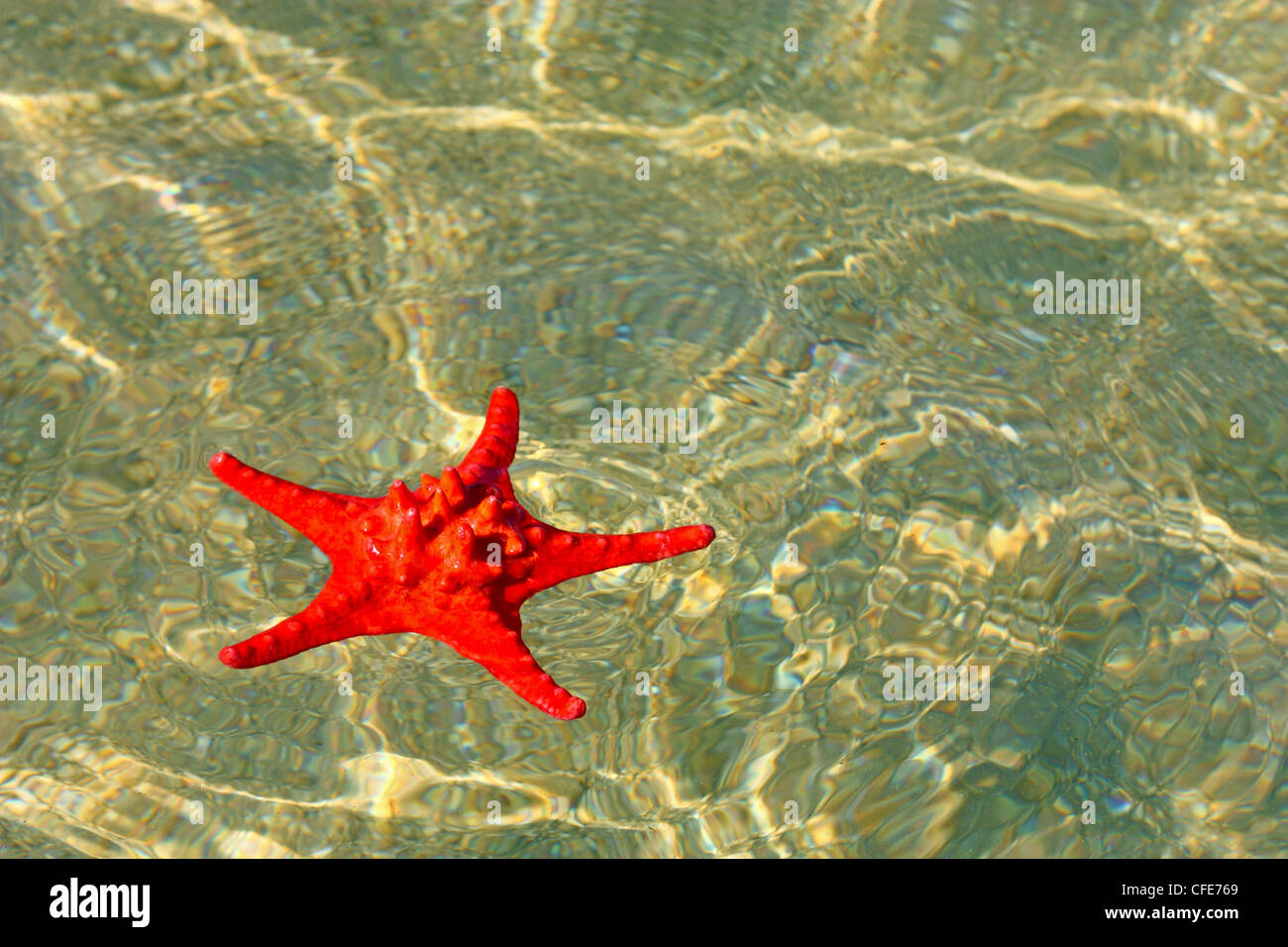 Beautiful red starfish in wavy shallow water Stock Photo - Alamy