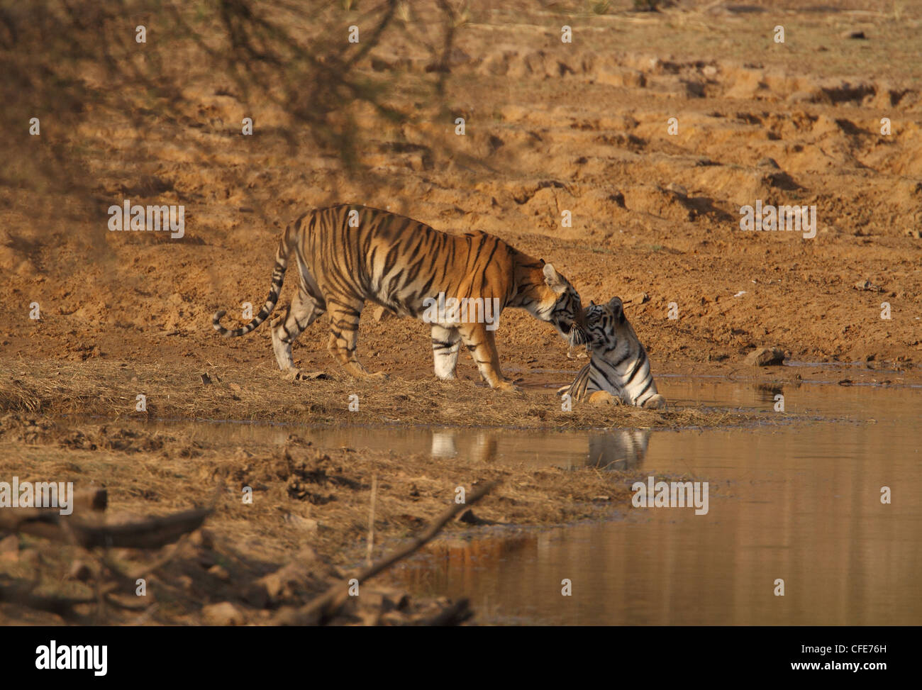 Mother and cub bonding in tigers hi-res stock photography and images ...