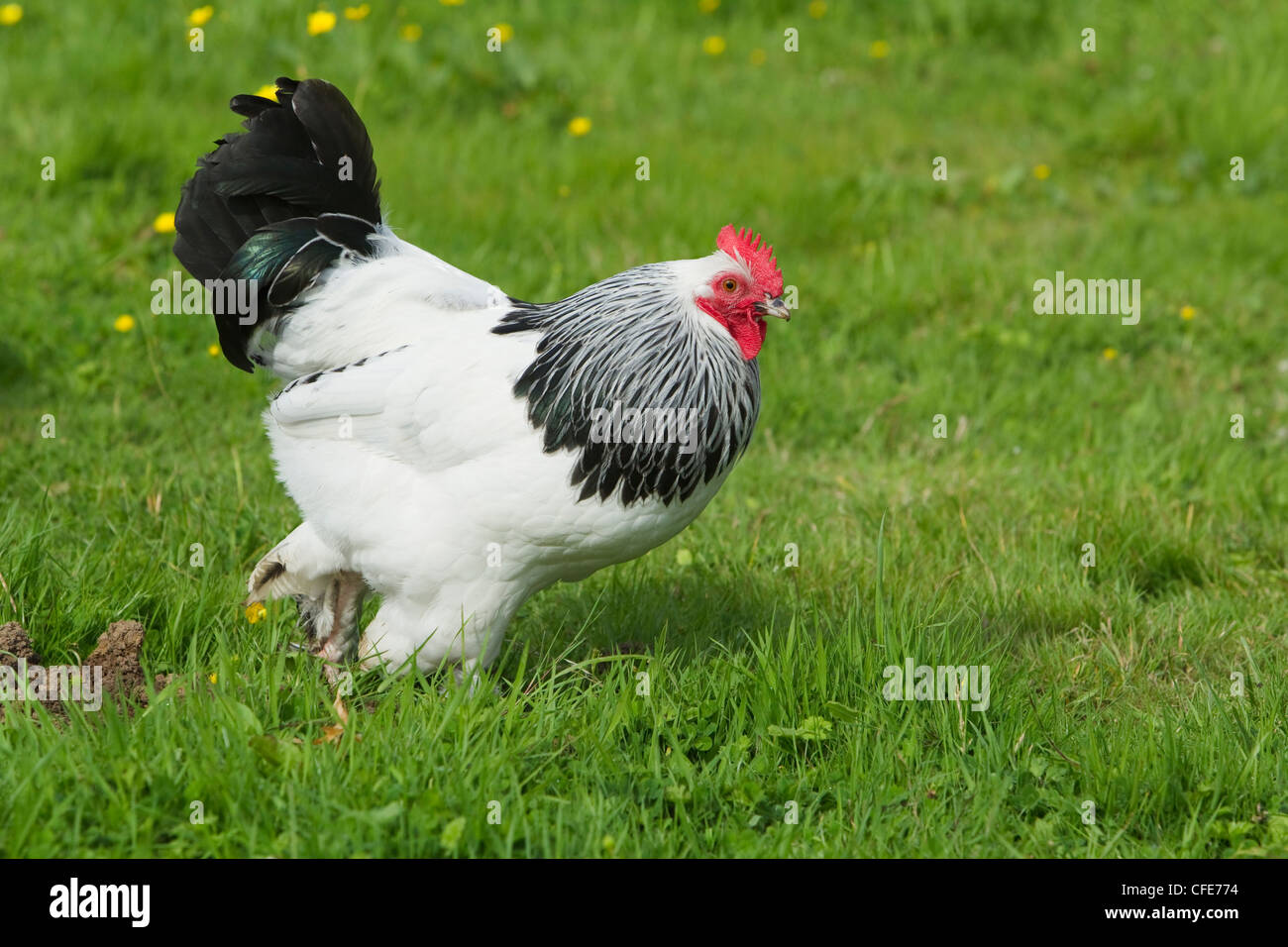 Sussex Domestic Chicken Breed Essex, UK BI021216 Stock Photo - Alamy