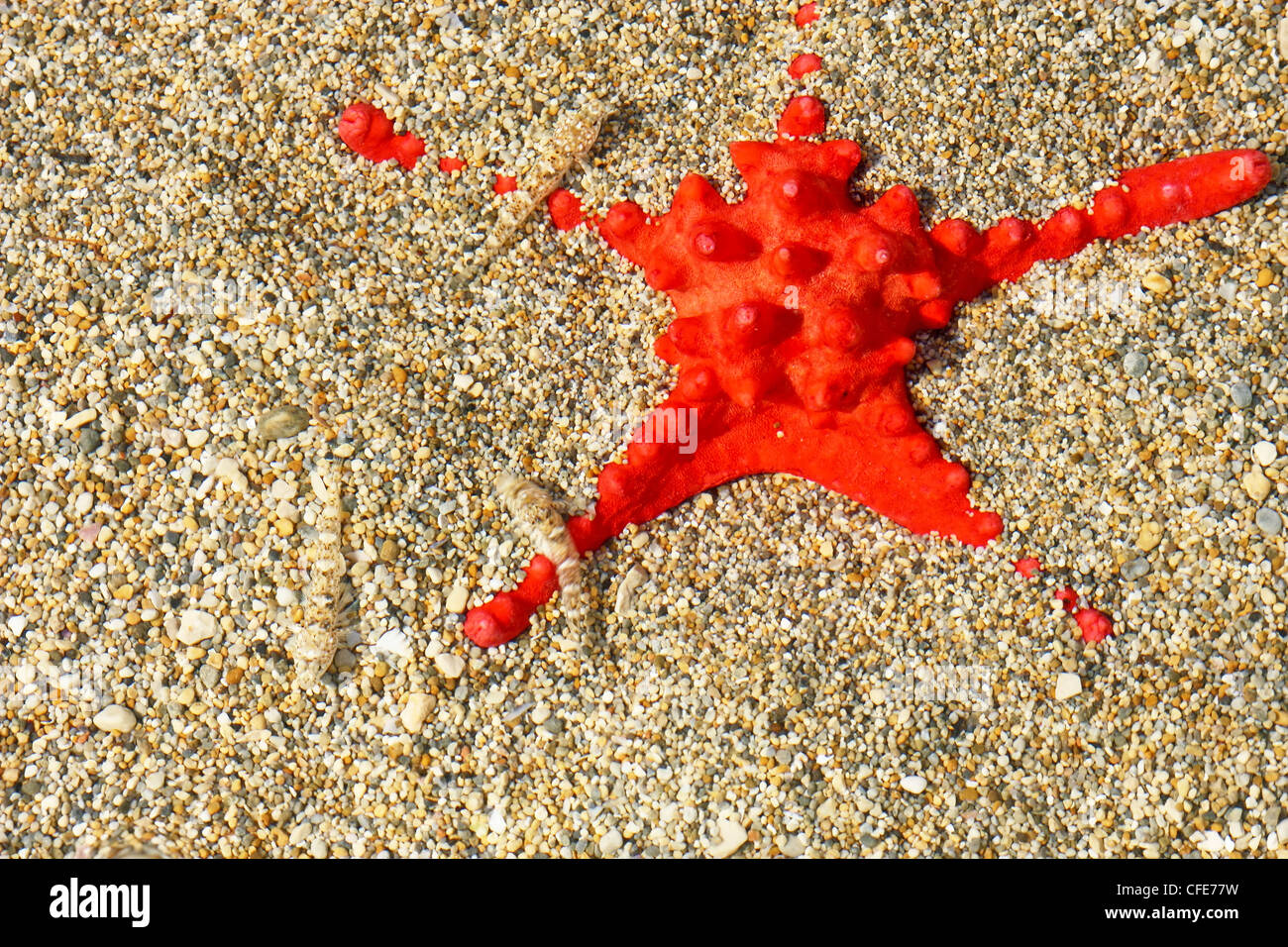 Beautiful red starfish in wavy shallow water Stock Photo - Alamy