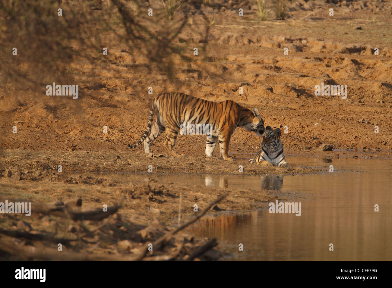 Tiger bonds with cub in Tadoba Andhari Tiger Reserve, India Stock Photo ...